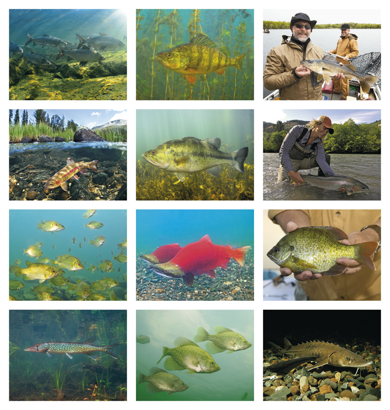 13 Month Fishing Wall Calendar-C7299